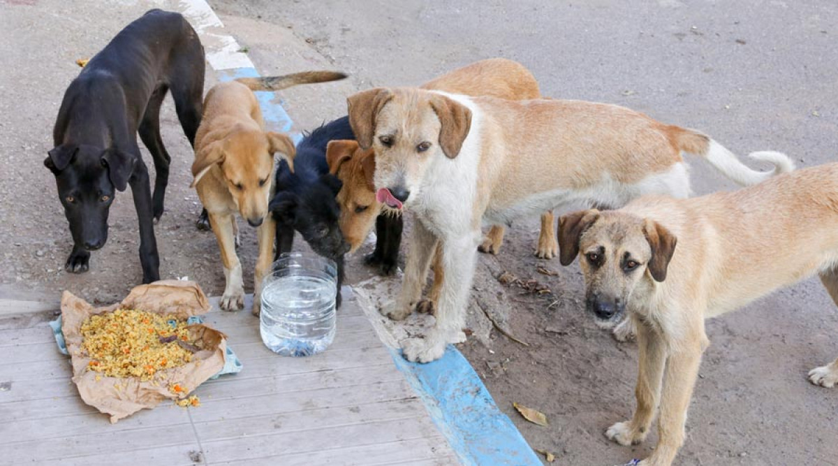Need a shelter for Street dogs